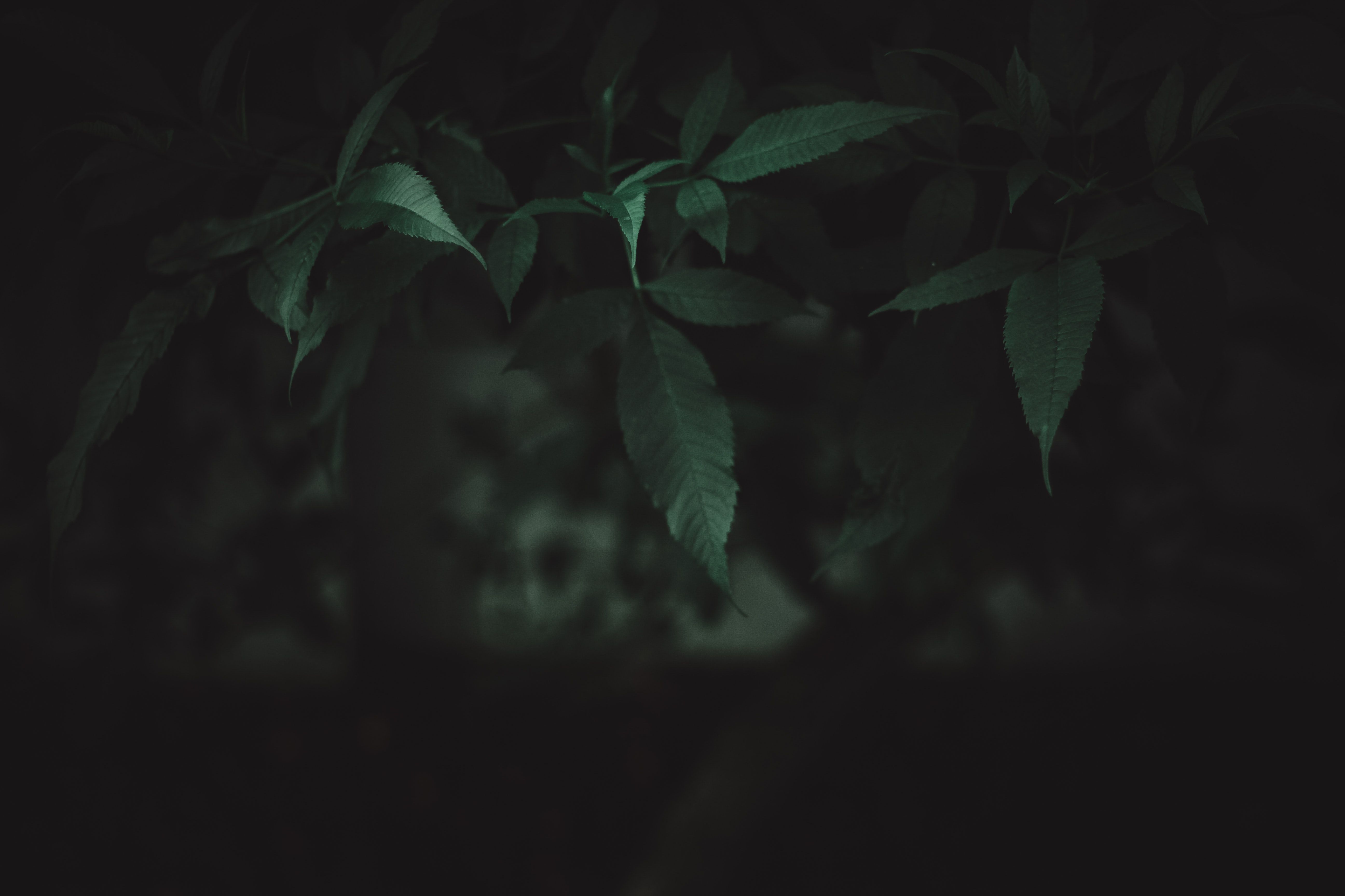 Dark Nature 4K Wallpapers - Top Free Dark Nature 4K Backgrounds ...