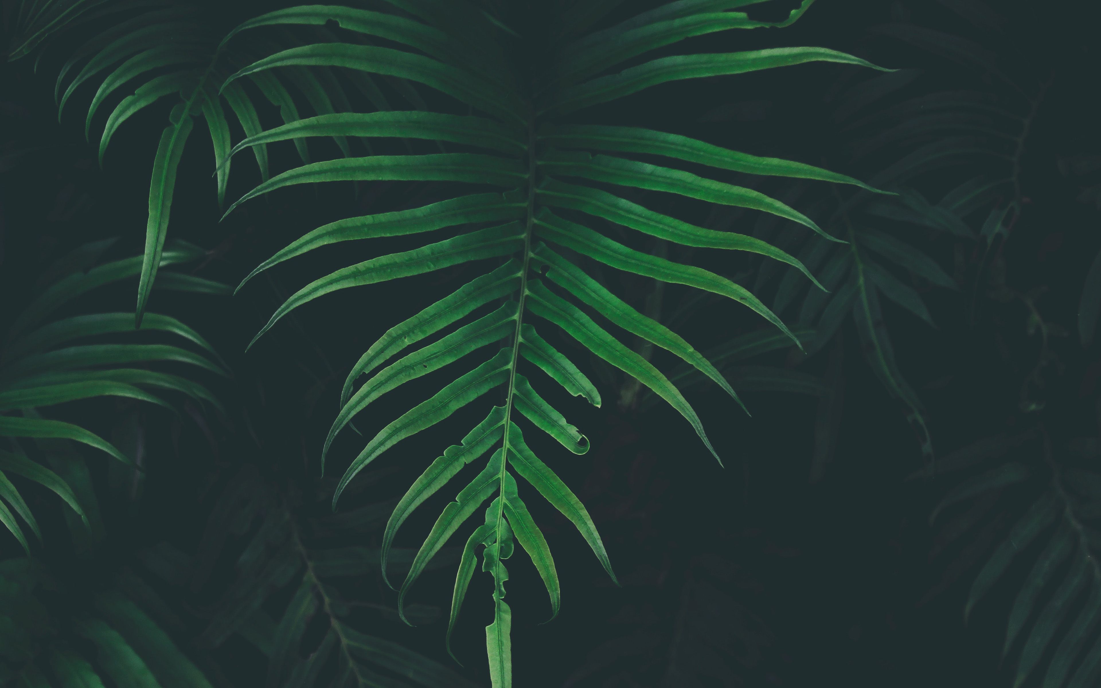 Dark Nature 4K Wallpapers - Top Free Dark Nature 4K Backgrounds ...