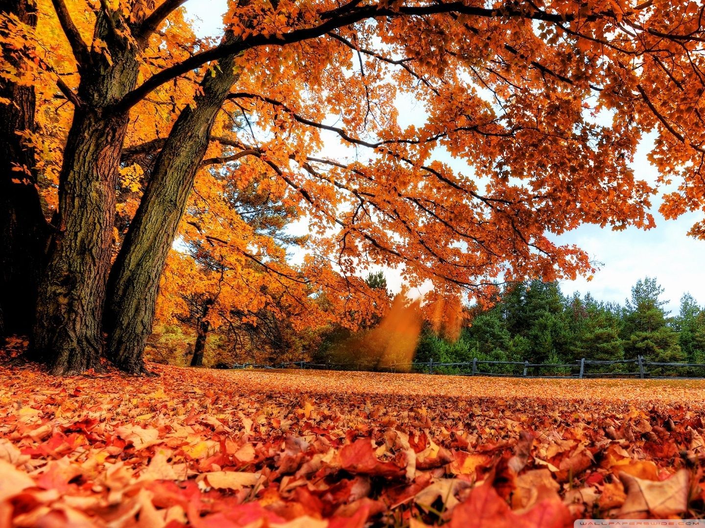 Canada Fall Wallpapers - Top Free Canada Fall Backgrounds - WallpaperAccess