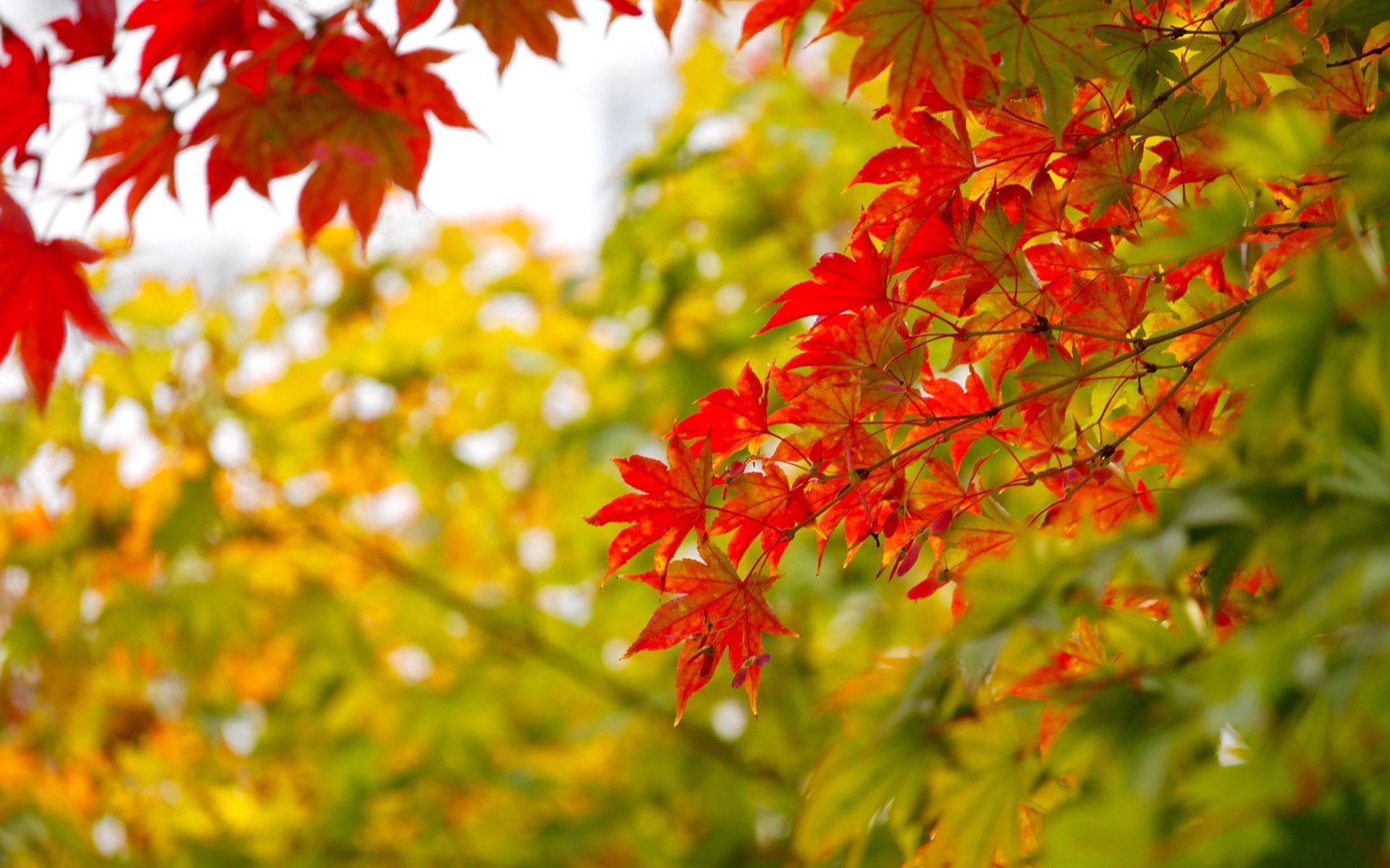 Canada Fall Wallpapers - Top Free Canada Fall Backgrounds - WallpaperAccess