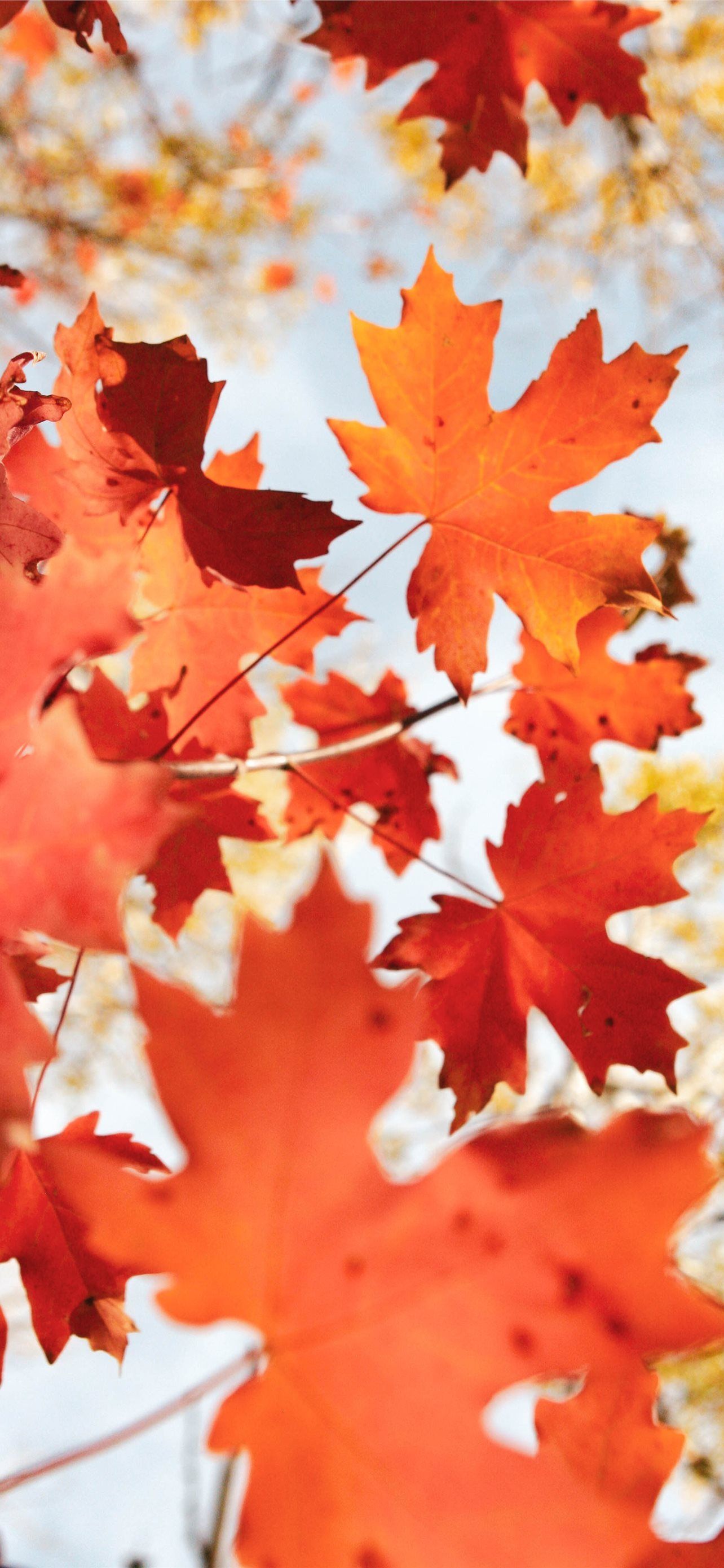 Canada Fall Wallpapers - Top Free Canada Fall Backgrounds - WallpaperAccess