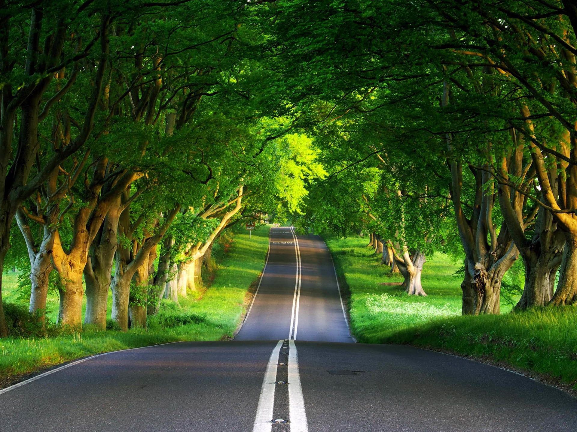 Tree Road Wallpapers - Top Free Tree Road Backgrounds - WallpaperAccess
