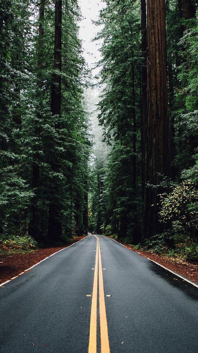 Tree Road Wallpapers - Top Free Tree Road Backgrounds - WallpaperAccess