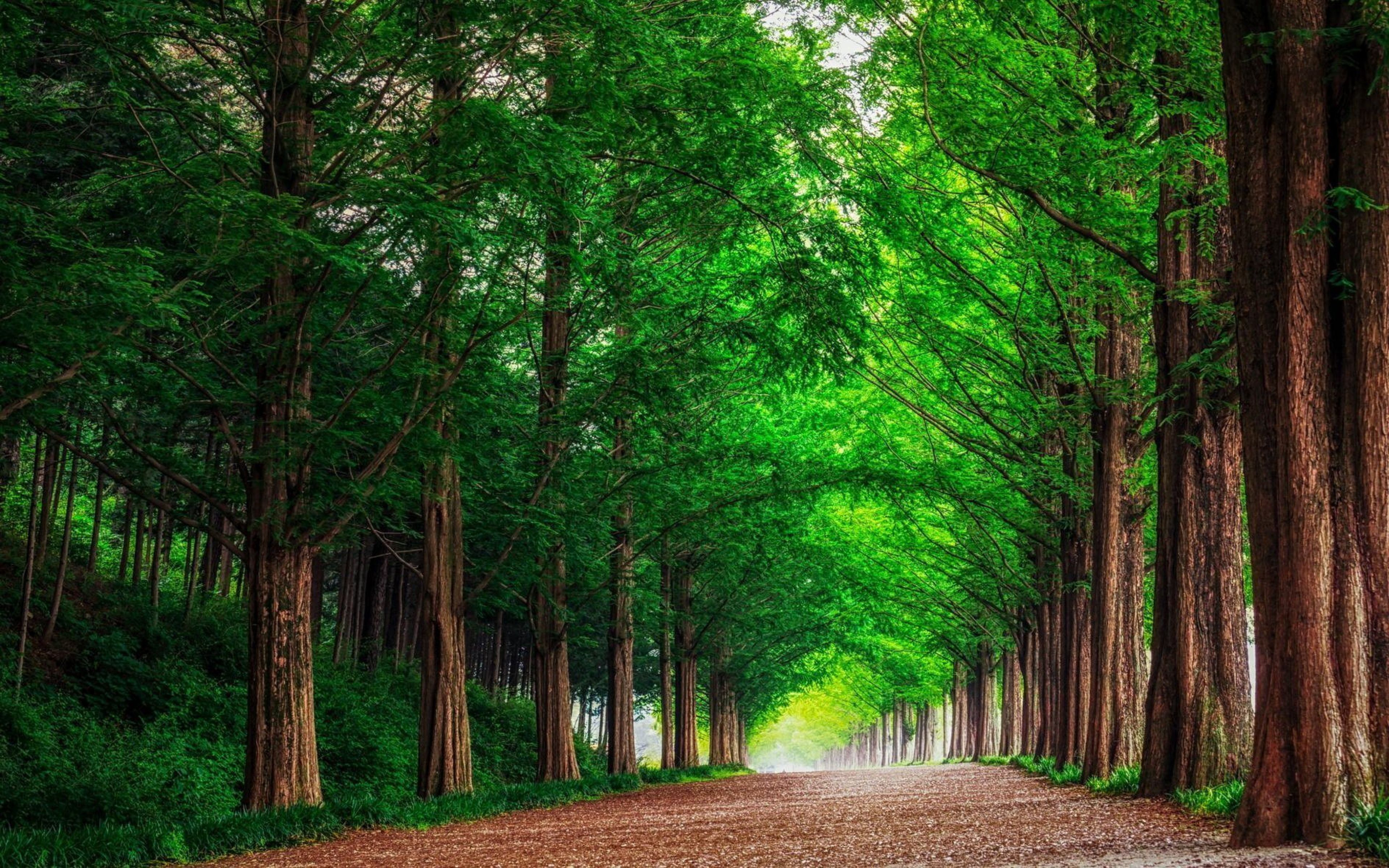 Tree Road Wallpapers - Top Free Tree Road Backgrounds - WallpaperAccess