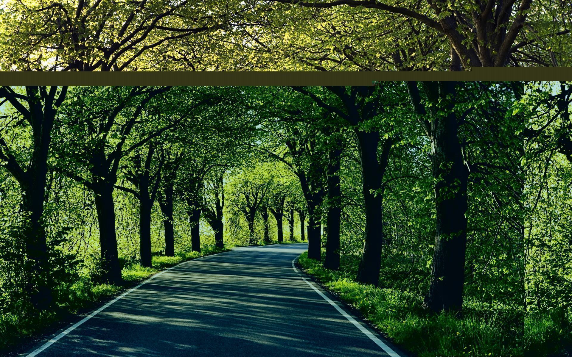 Tree Road Wallpapers - Top Free Tree Road Backgrounds - WallpaperAccess