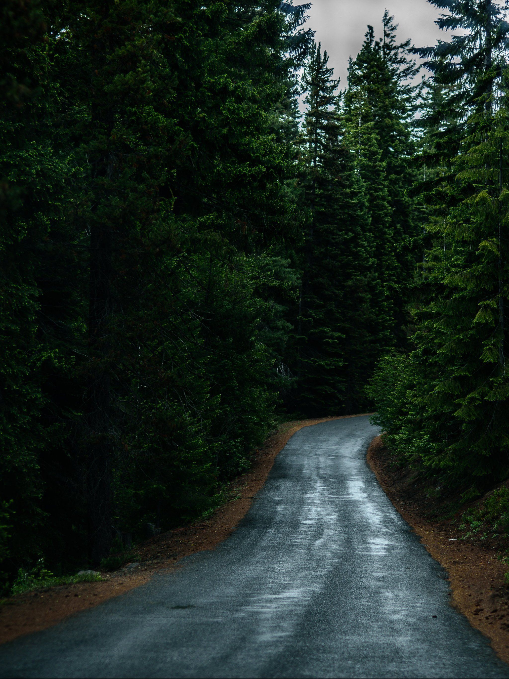 Tree Road Wallpapers - Top Free Tree Road Backgrounds - WallpaperAccess