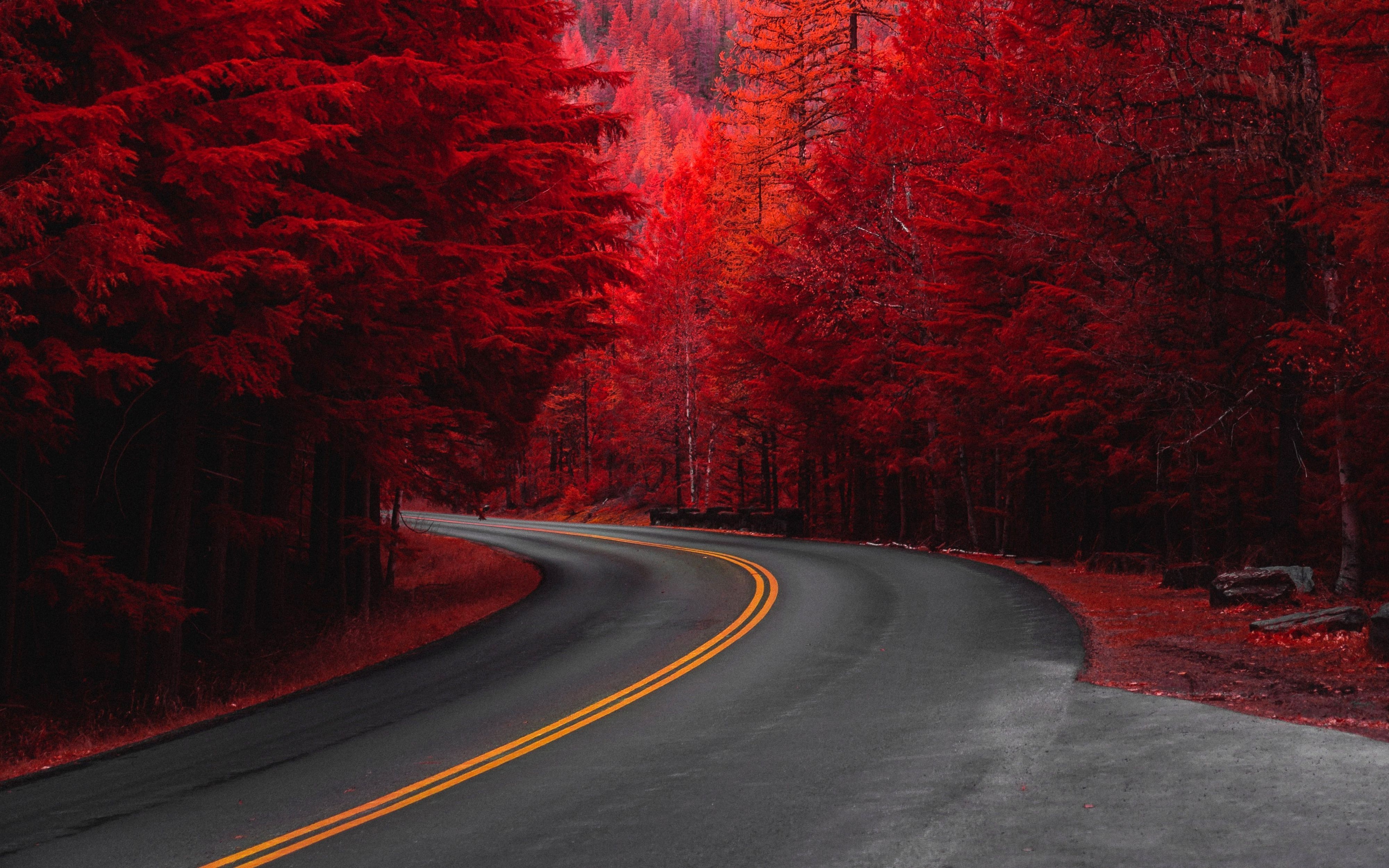 Tree Road Wallpapers - Top Free Tree Road Backgrounds - WallpaperAccess