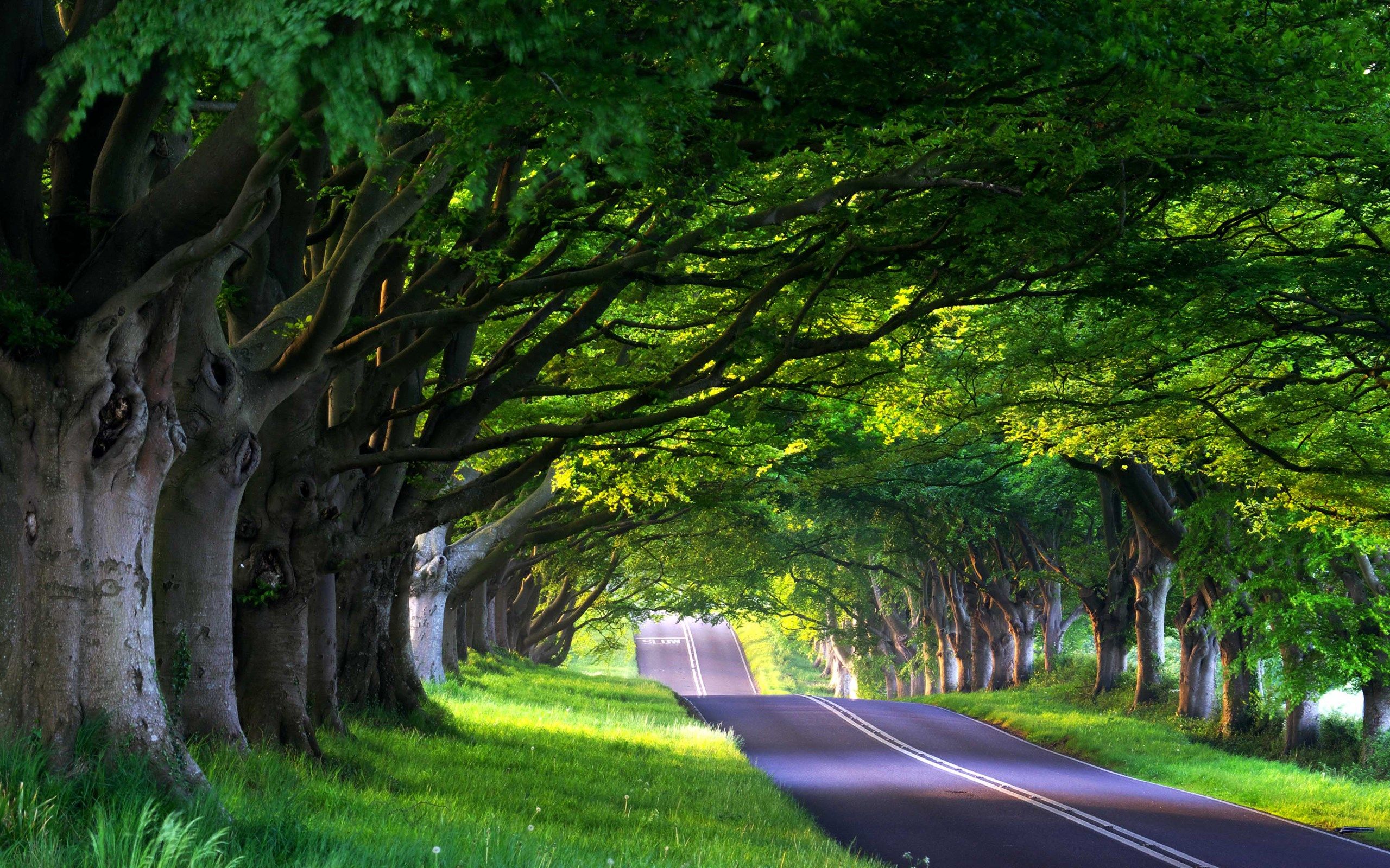 Tree Road Wallpapers - Top Free Tree Road Backgrounds - WallpaperAccess