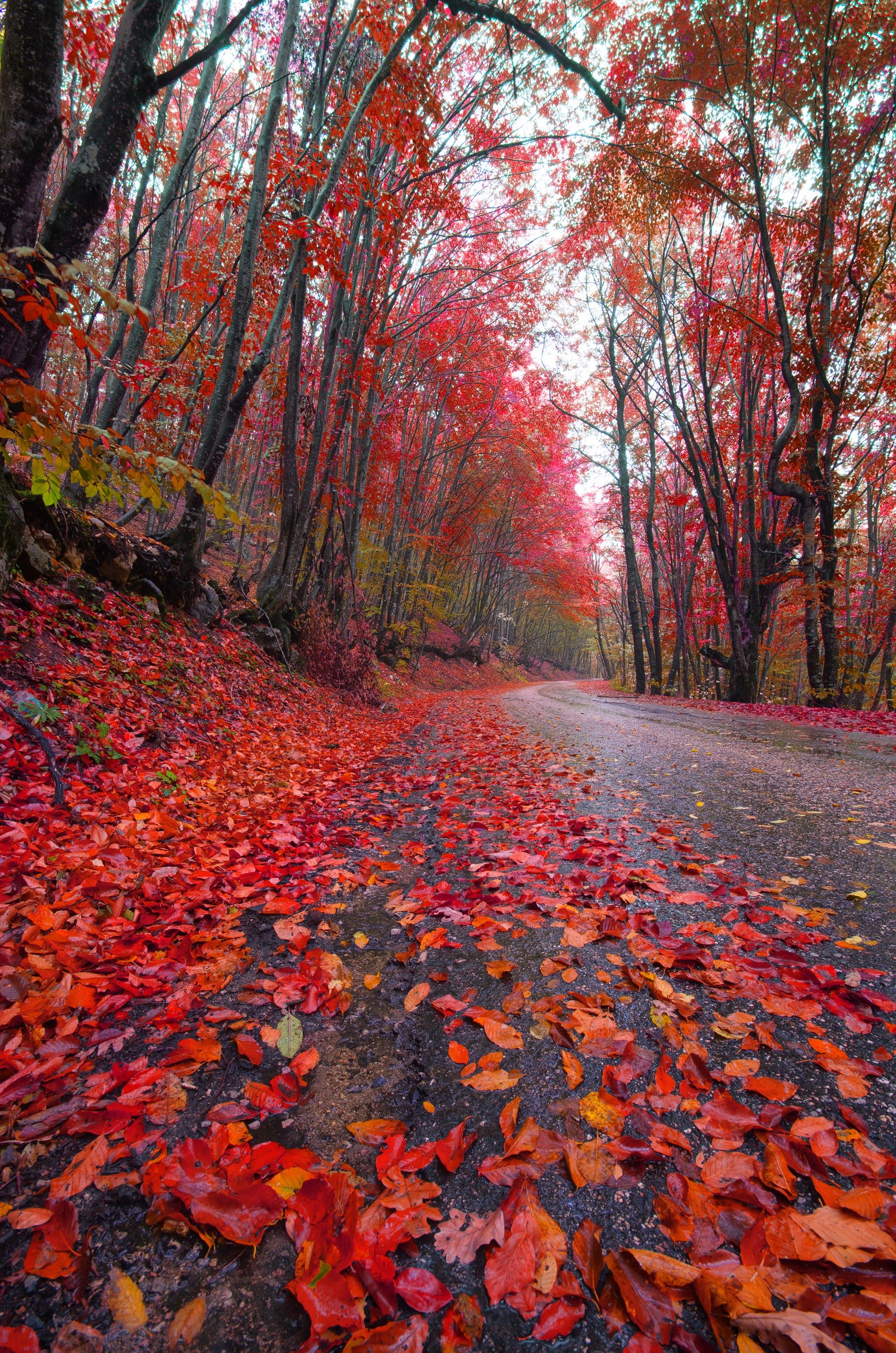 Tree Road Wallpapers - Top Free Tree Road Backgrounds - WallpaperAccess