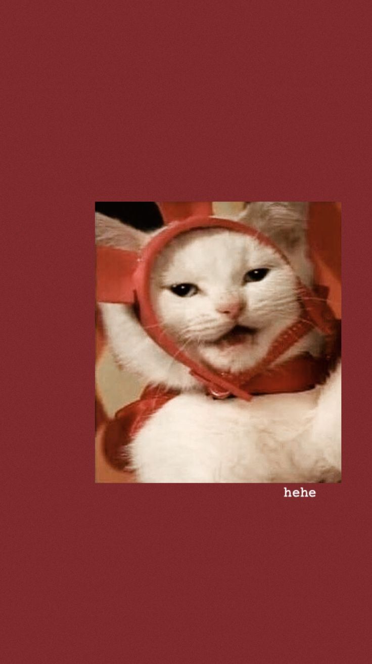 Hehe Wallpapers - Top Free Hehe Backgrounds - WallpaperAccess