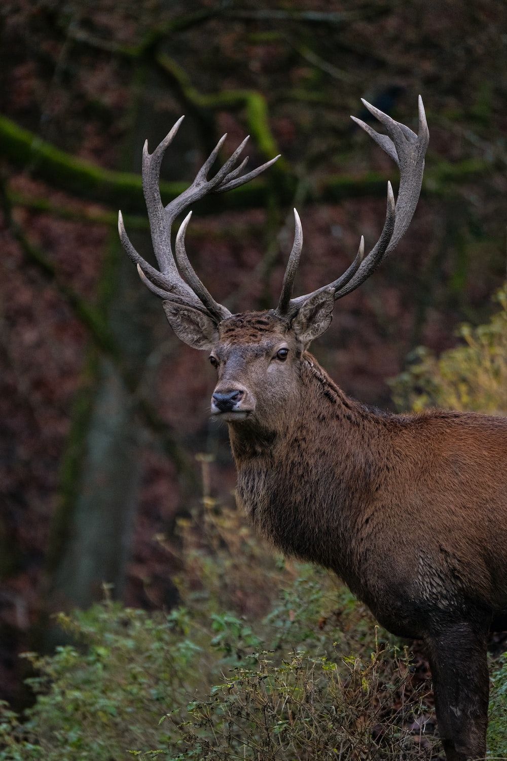 Red Deer Wallpapers - Top Free Red Deer Backgrounds - WallpaperAccess