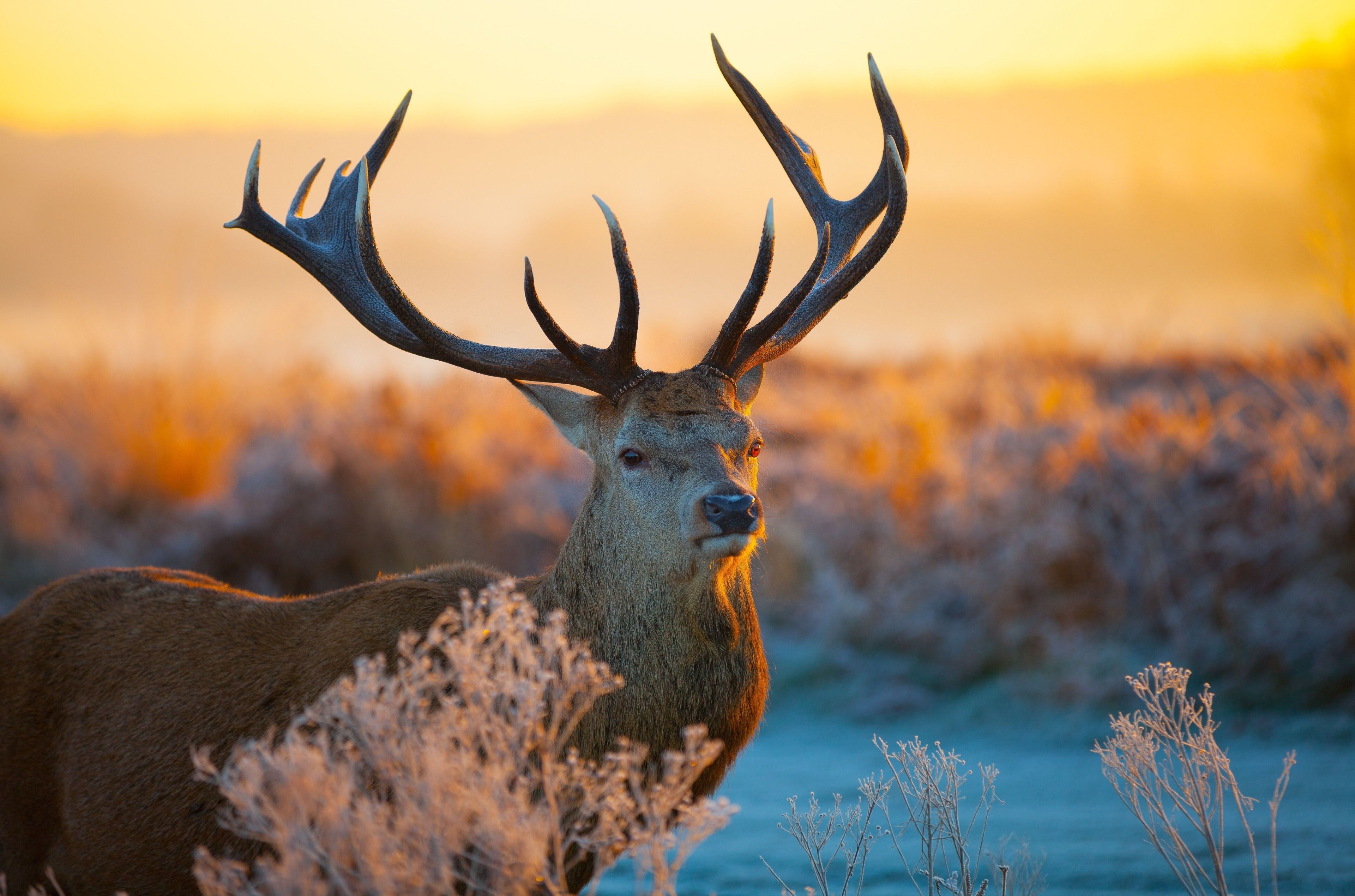Red Deer Wallpapers - Top Free Red Deer Backgrounds - WallpaperAccess