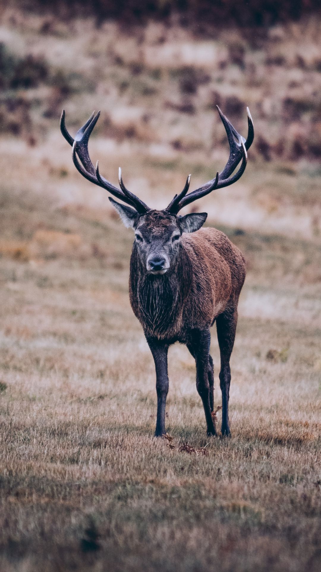 Red Deer Wallpapers - Top Free Red Deer Backgrounds - WallpaperAccess