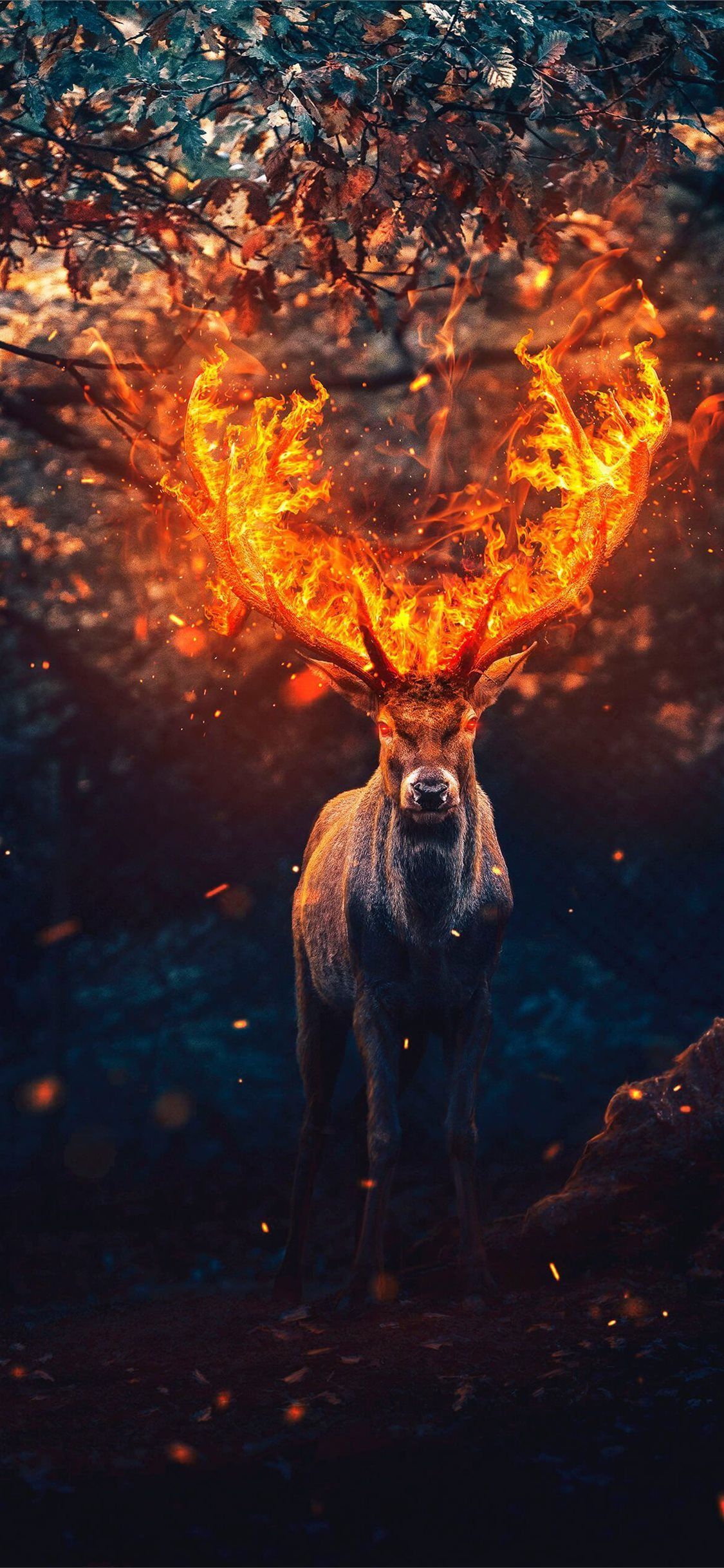 Red Deer Wallpapers - Top Free Red Deer Backgrounds - WallpaperAccess