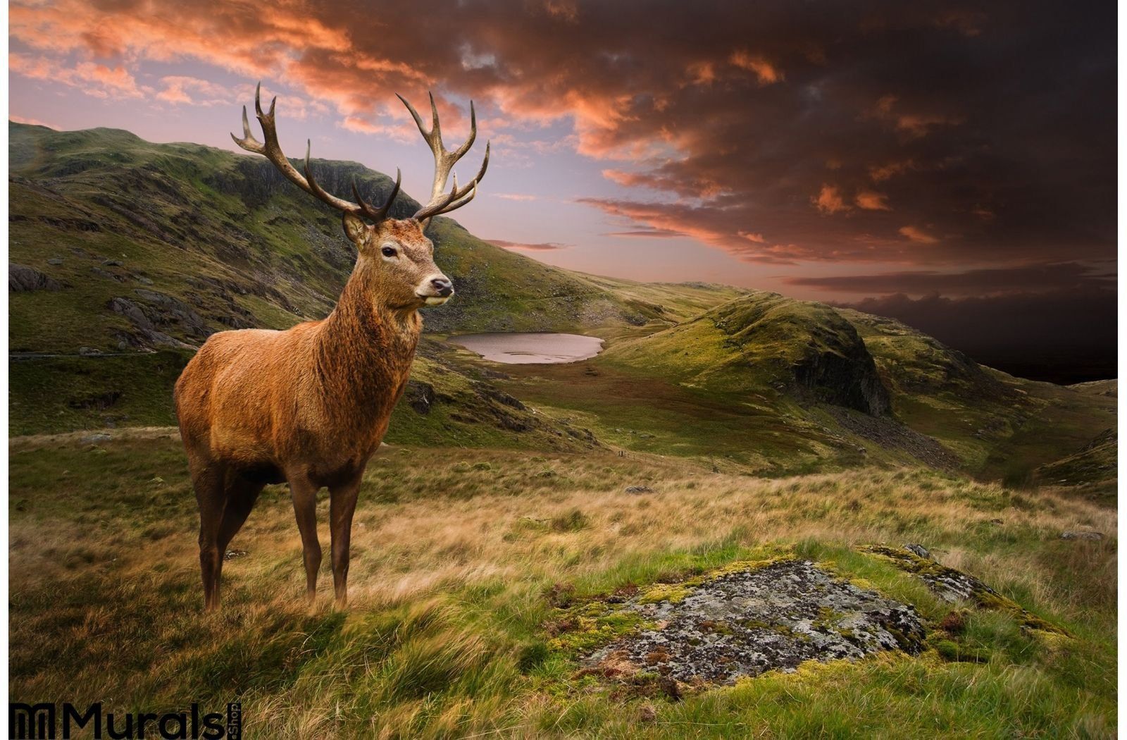 Red Deer Wallpapers - Top Free Red Deer Backgrounds - WallpaperAccess