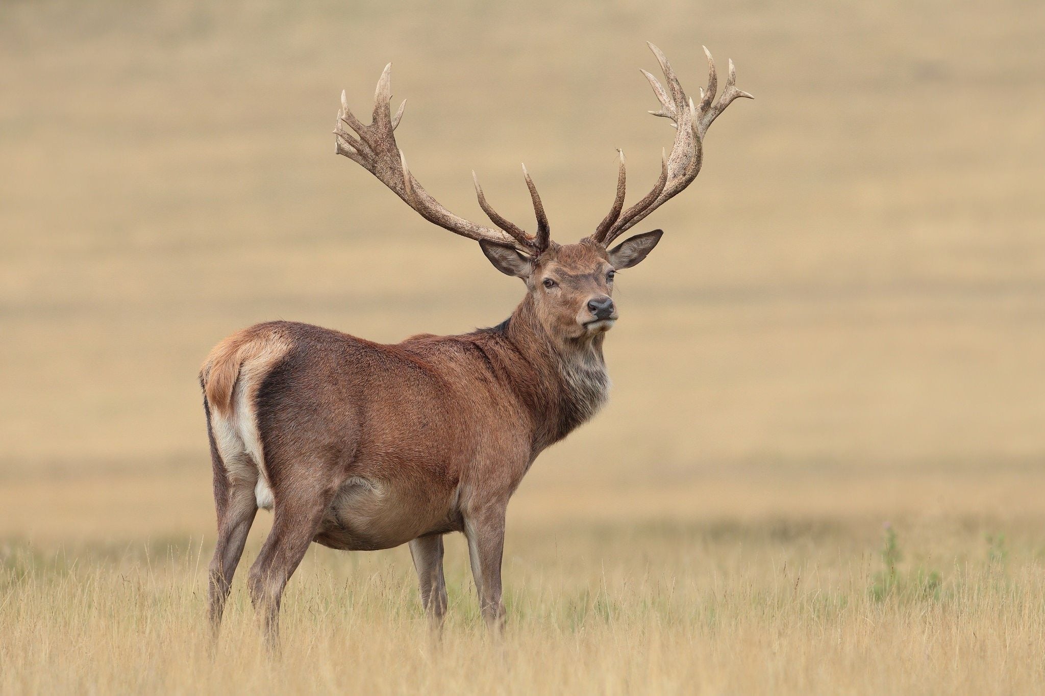 Red Deer Wallpapers - Top Free Red Deer Backgrounds - WallpaperAccess