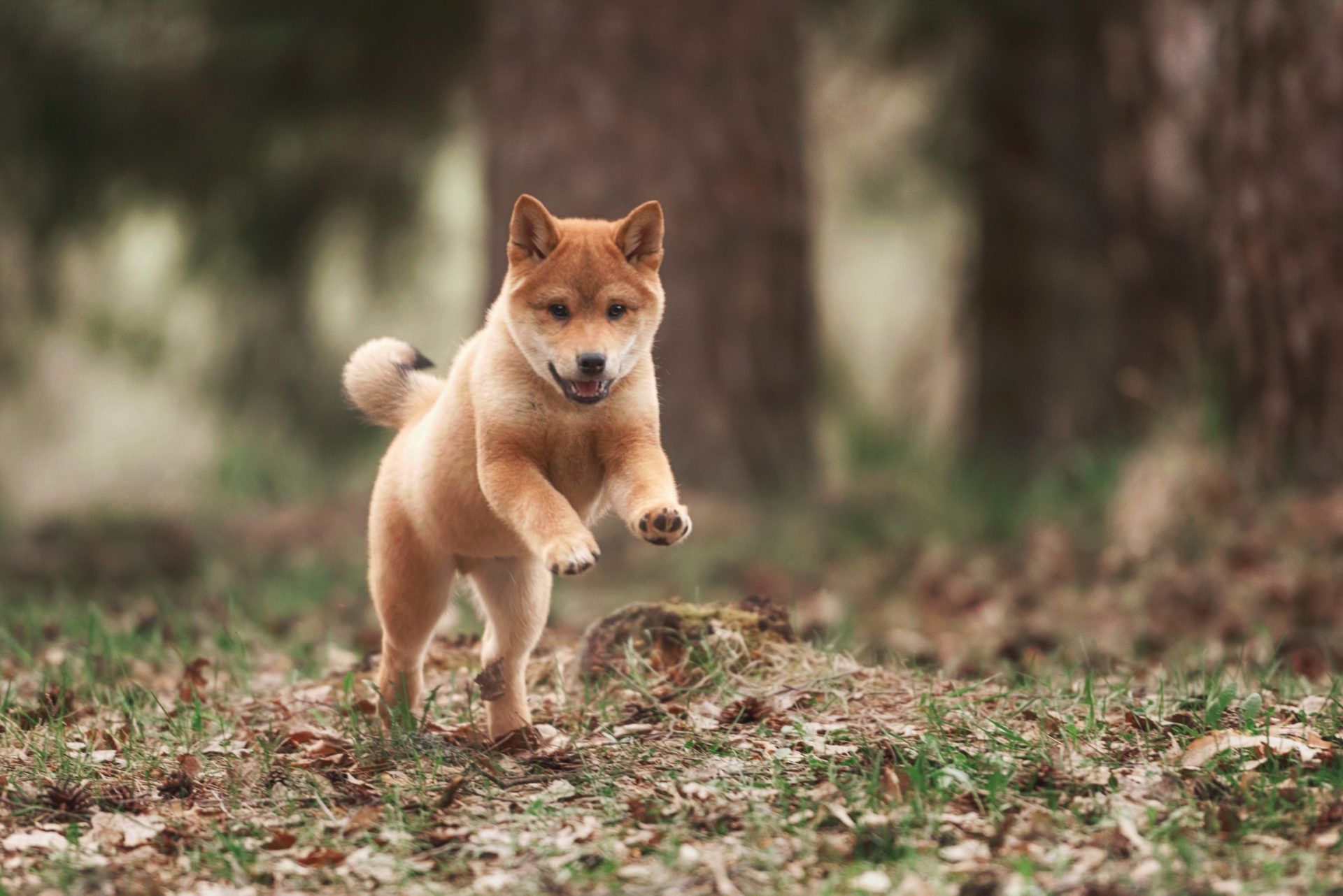 Shiba Dog Wallpapers - Top Free Shiba Dog Backgrounds - WallpaperAccess