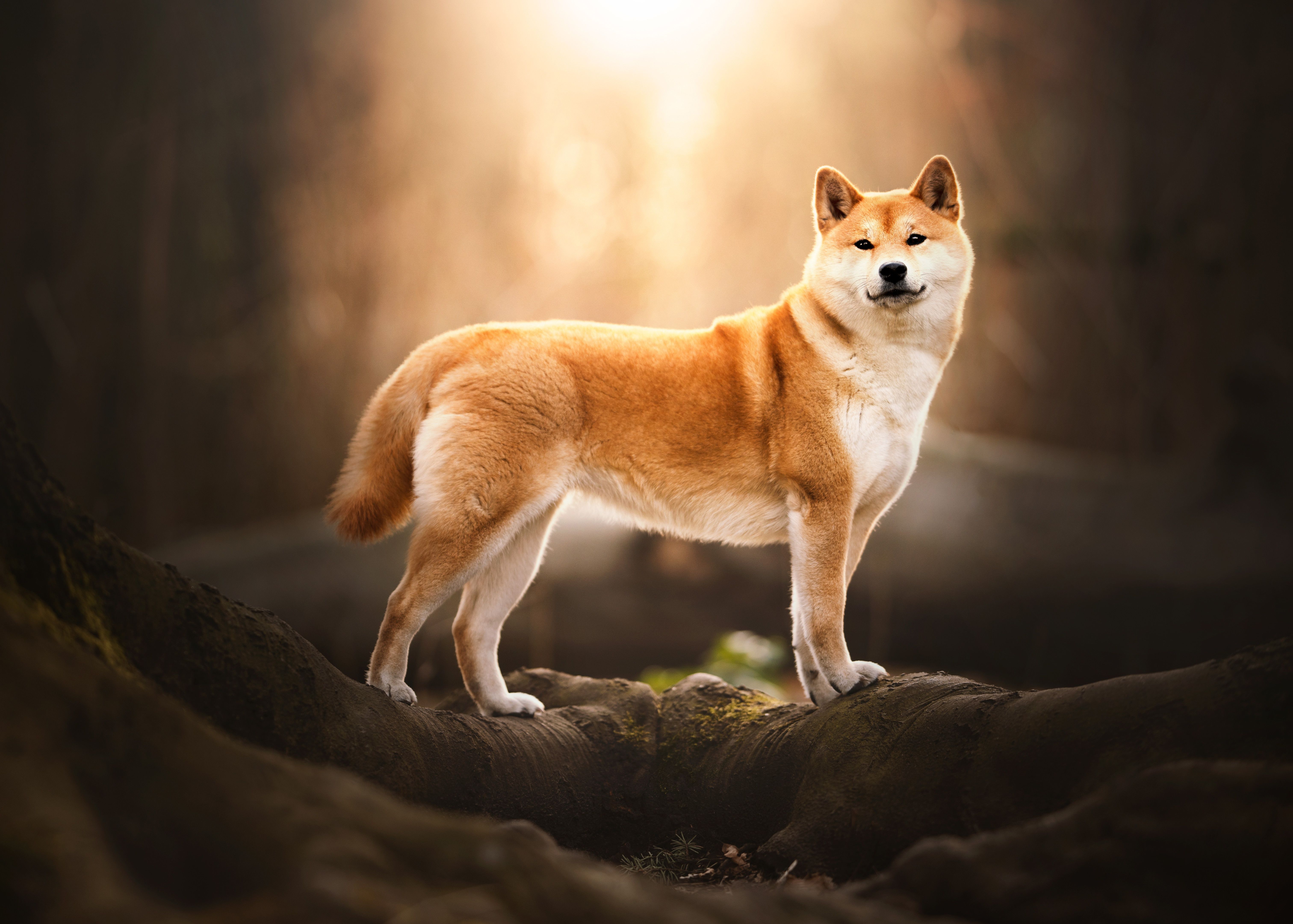 Shiba Dog Wallpapers - Top Free Shiba Dog Backgrounds - WallpaperAccess