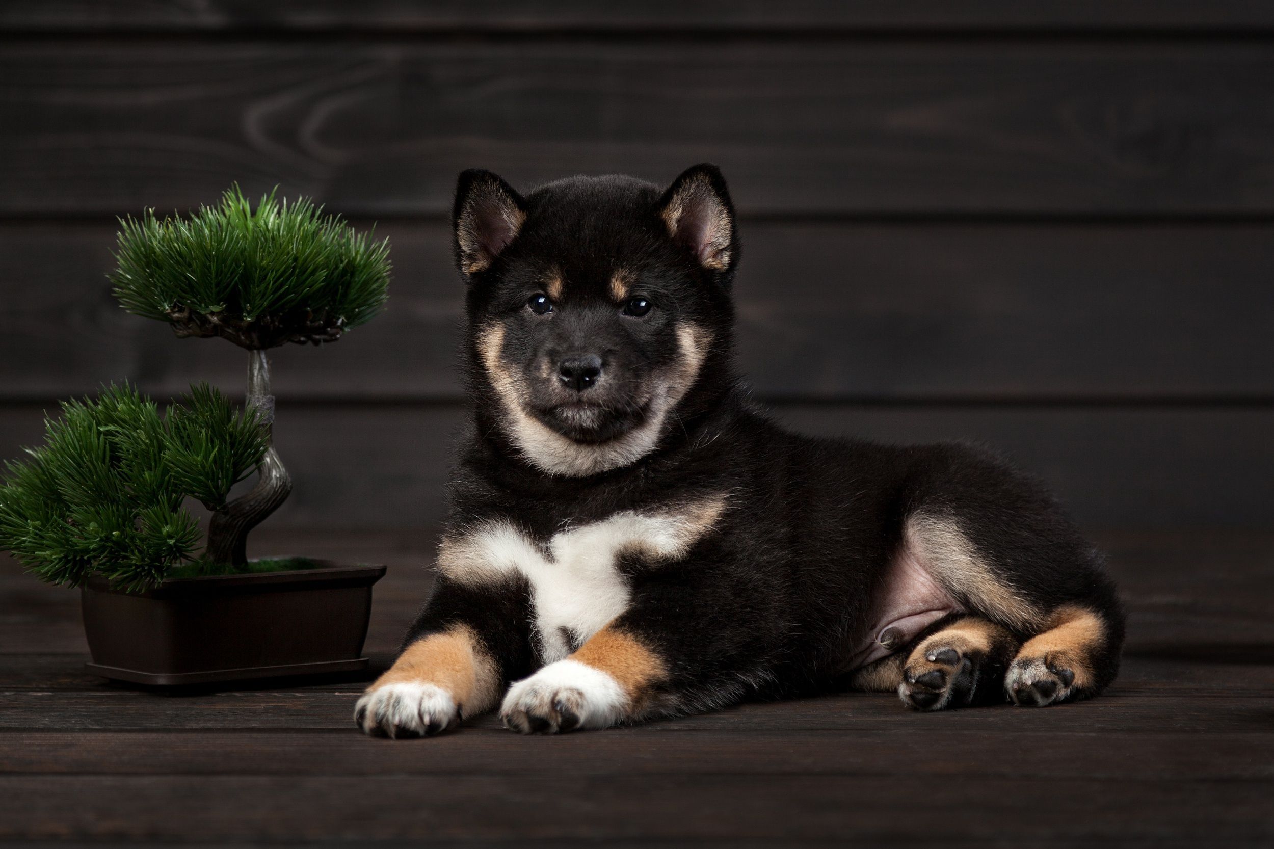 Shiba Dog Wallpapers - Top Free Shiba Dog Backgrounds - WallpaperAccess