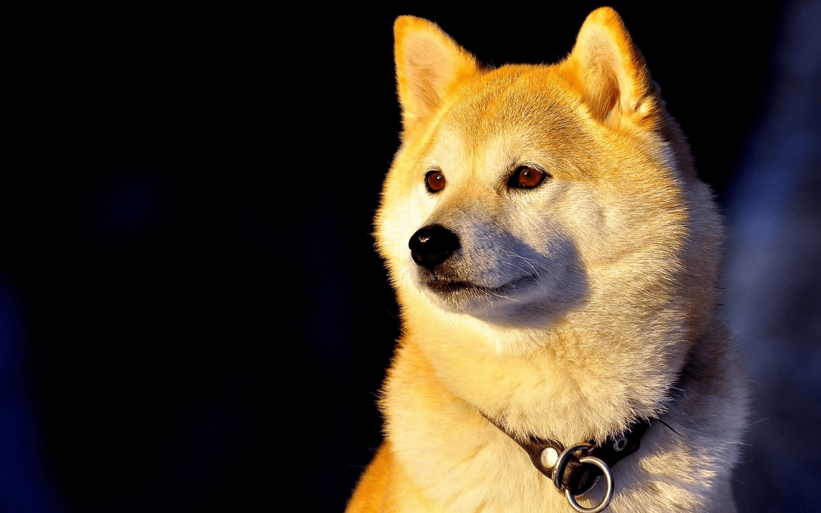 Shiba Dog Wallpapers - Top Free Shiba Dog Backgrounds - WallpaperAccess