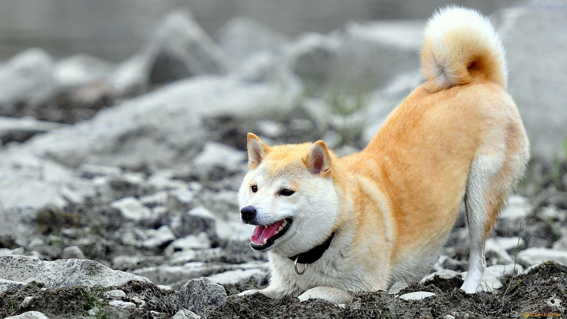 Shiba Dog Wallpapers - Top Free Shiba Dog Backgrounds - WallpaperAccess