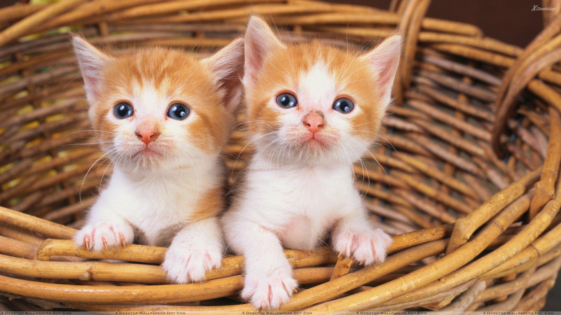 Small Cat Wallpapers - Top Free Small Cat Backgrounds - WallpaperAccess