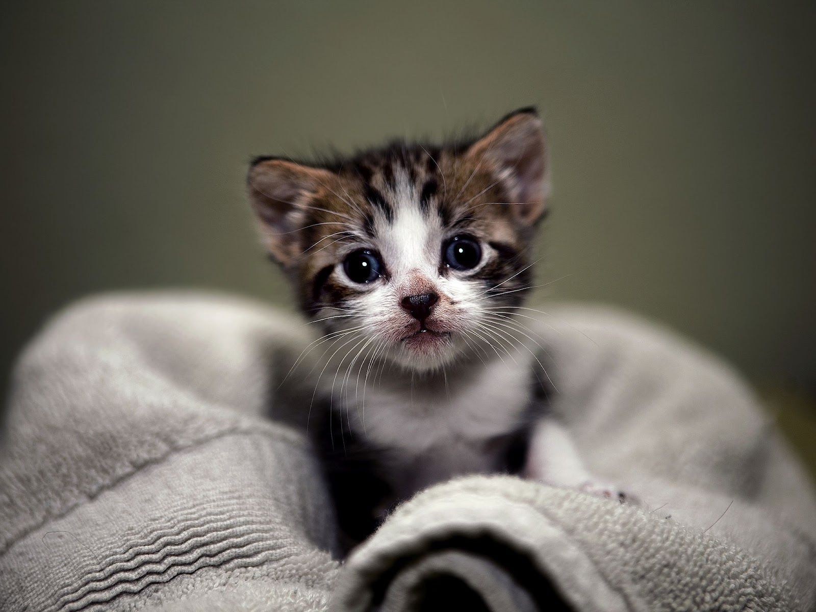 Small Cat Wallpapers - Top Free Small Cat Backgrounds - WallpaperAccess