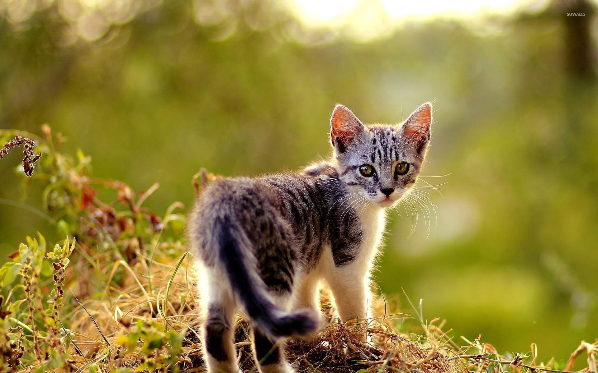 Small Cat Wallpapers - Top Free Small Cat Backgrounds - WallpaperAccess