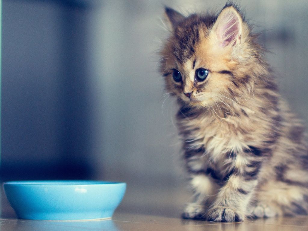 Small Cat Wallpapers - Top Free Small Cat Backgrounds - WallpaperAccess