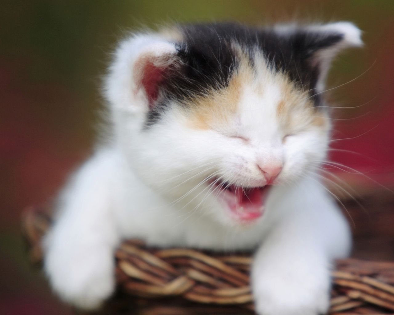 Small Cat Wallpapers - Top Free Small Cat Backgrounds - WallpaperAccess