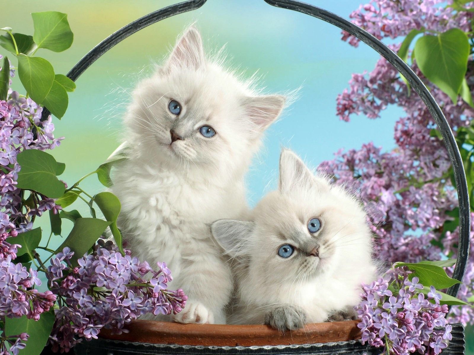 Small Cat Wallpapers - Top Free Small Cat Backgrounds - WallpaperAccess