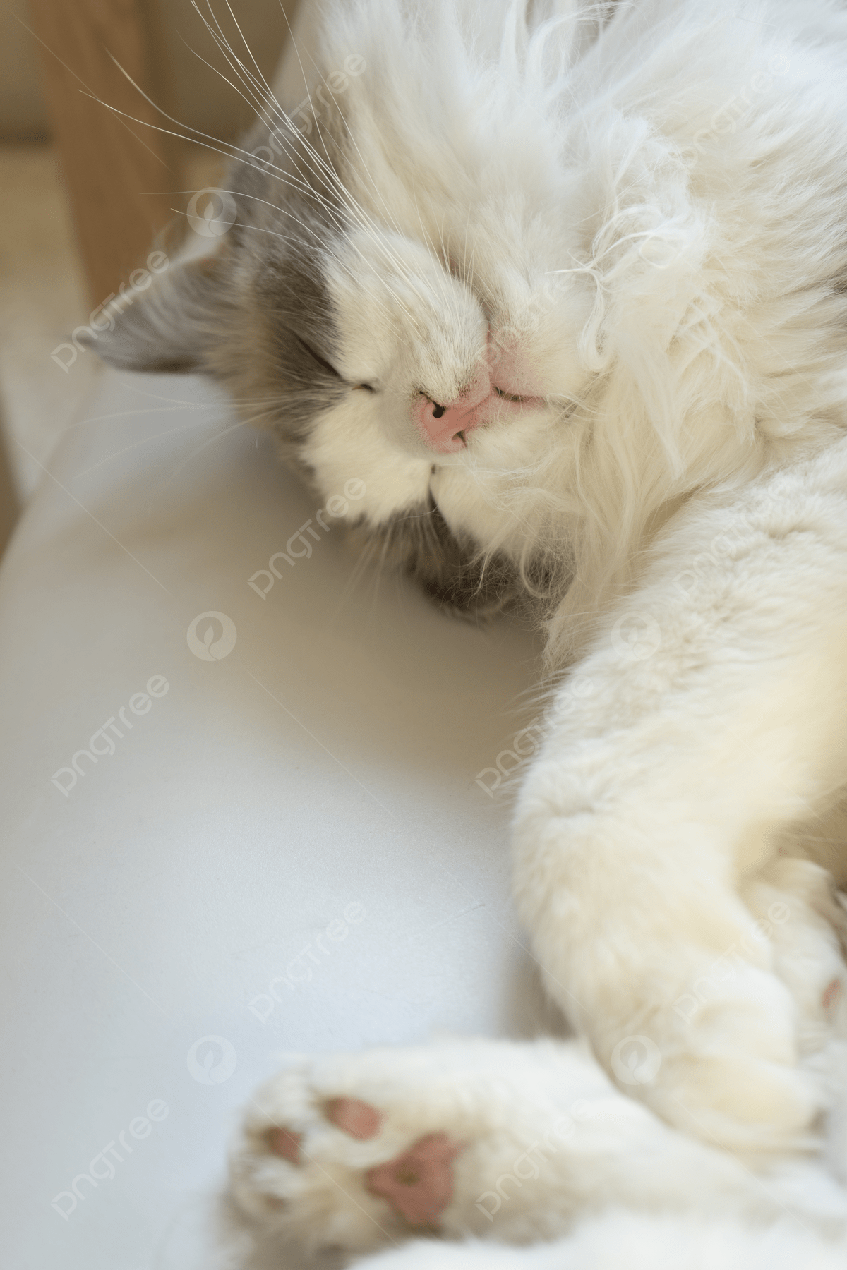 Small Cat Wallpapers - Top Free Small Cat Backgrounds - WallpaperAccess