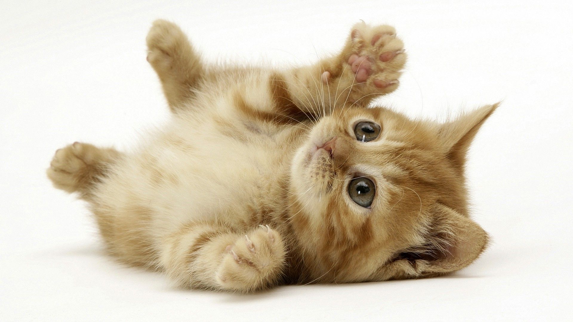 Small Cat Wallpapers - Top Free Small Cat Backgrounds - WallpaperAccess