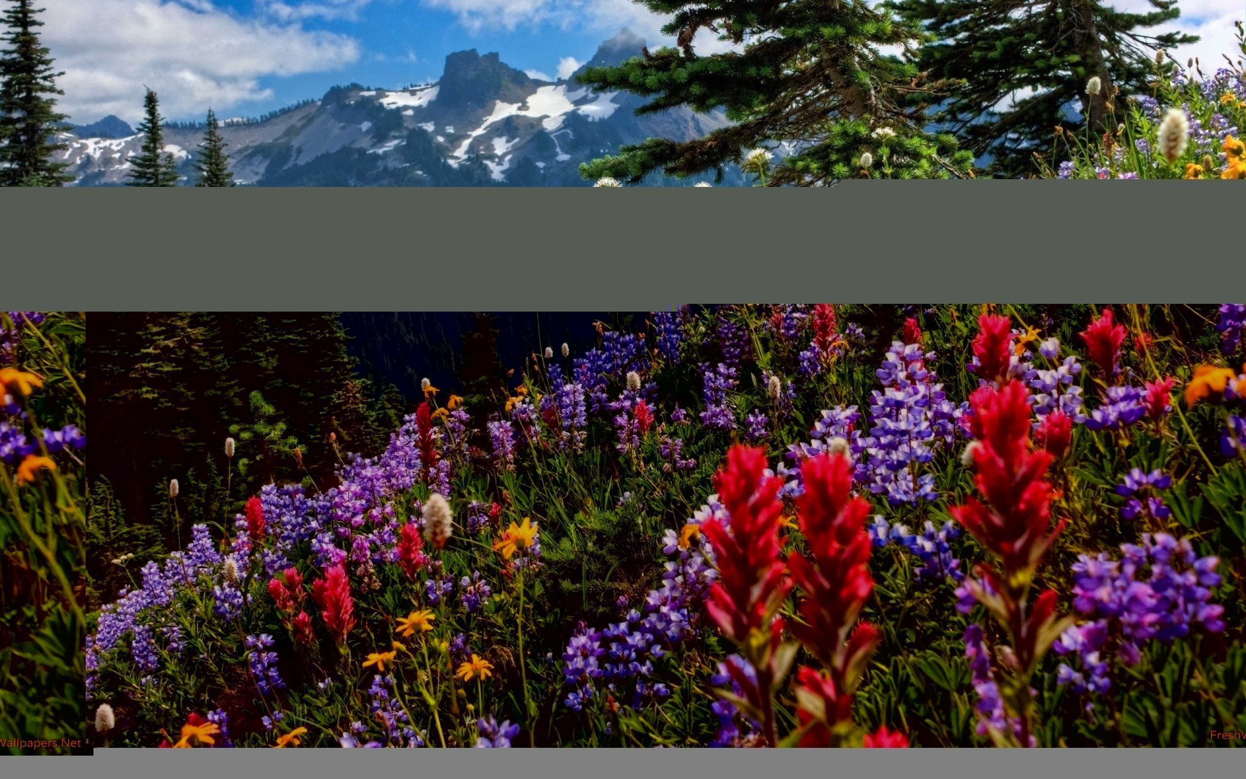 Mountains With Flowers Wallpapers - Top Free Mountains With Flowers ...