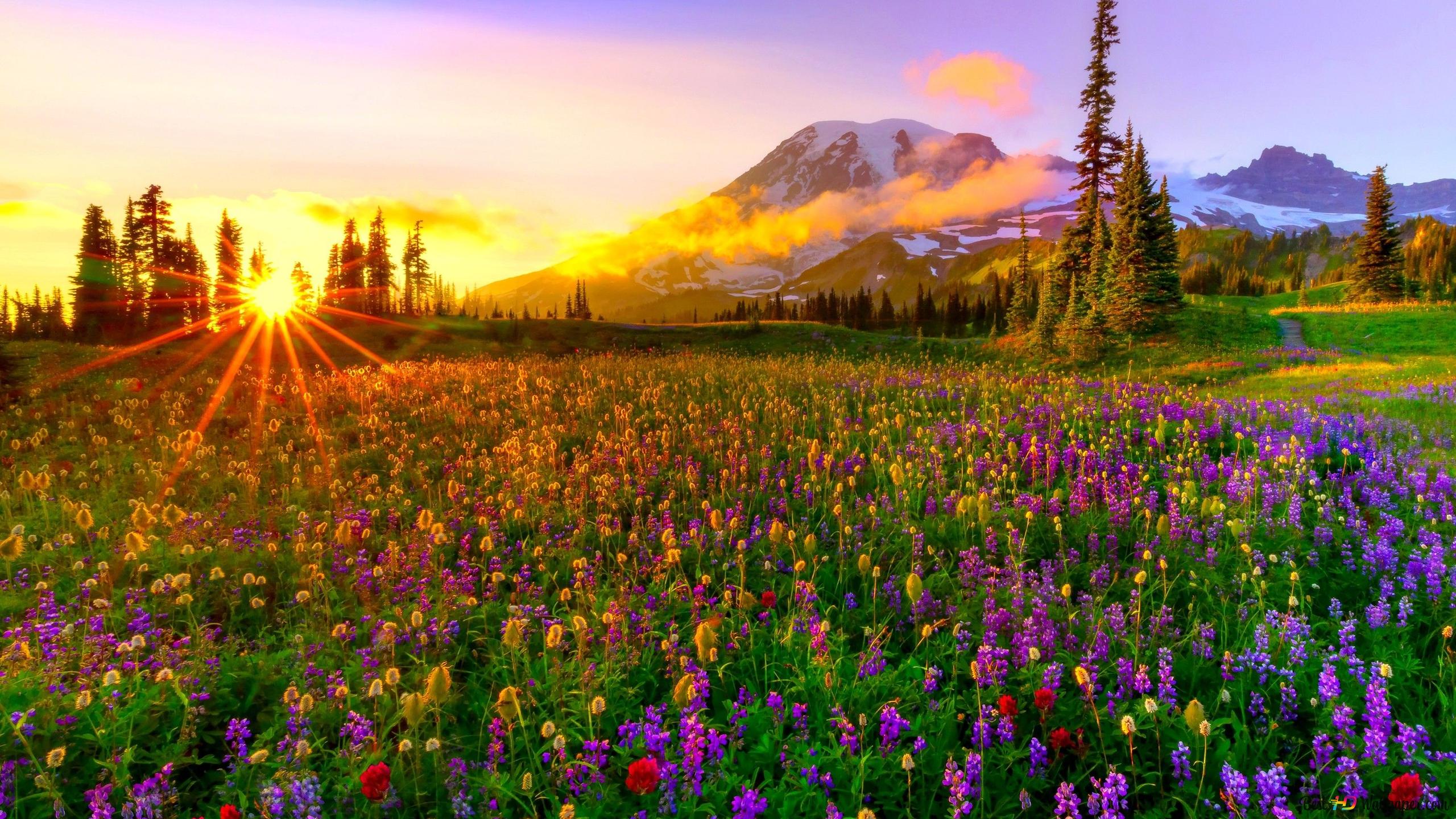 Mountains With Flowers Wallpapers - Top Free Mountains With Flowers ...