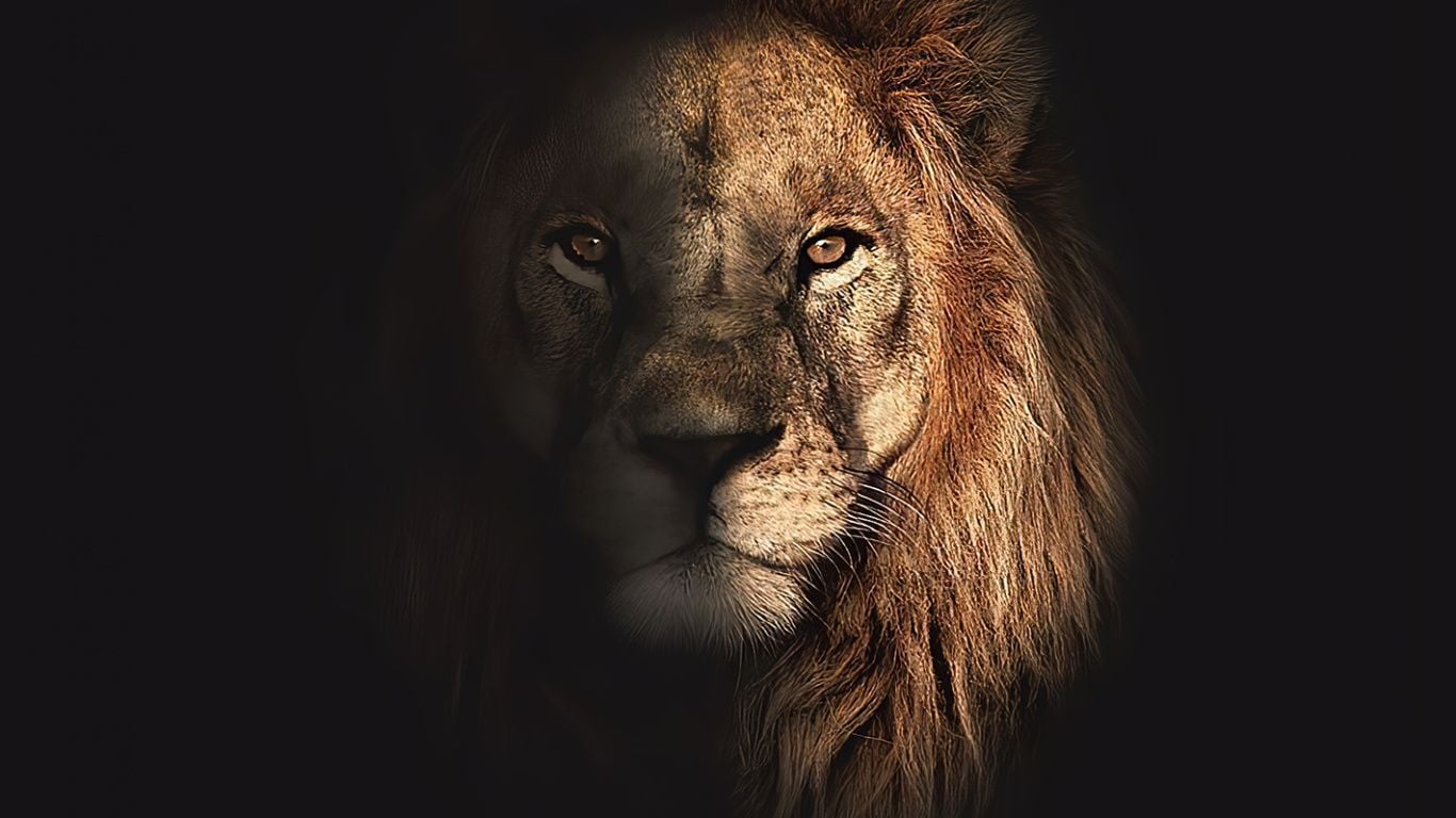 Wild Lion Wallpapers - Top Free Wild Lion Backgrounds - WallpaperAccess