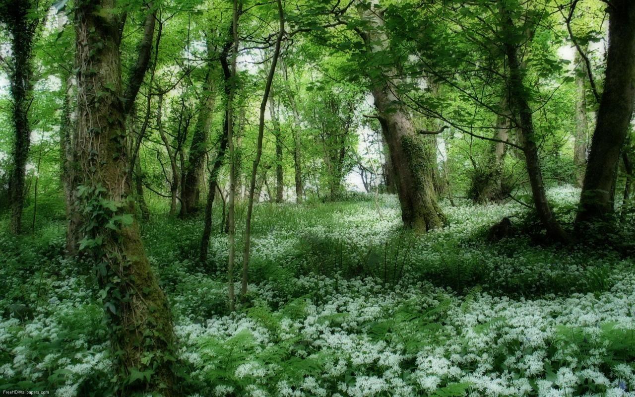 Irish Spring Wallpapers - Top Free Irish Spring Backgrounds ...