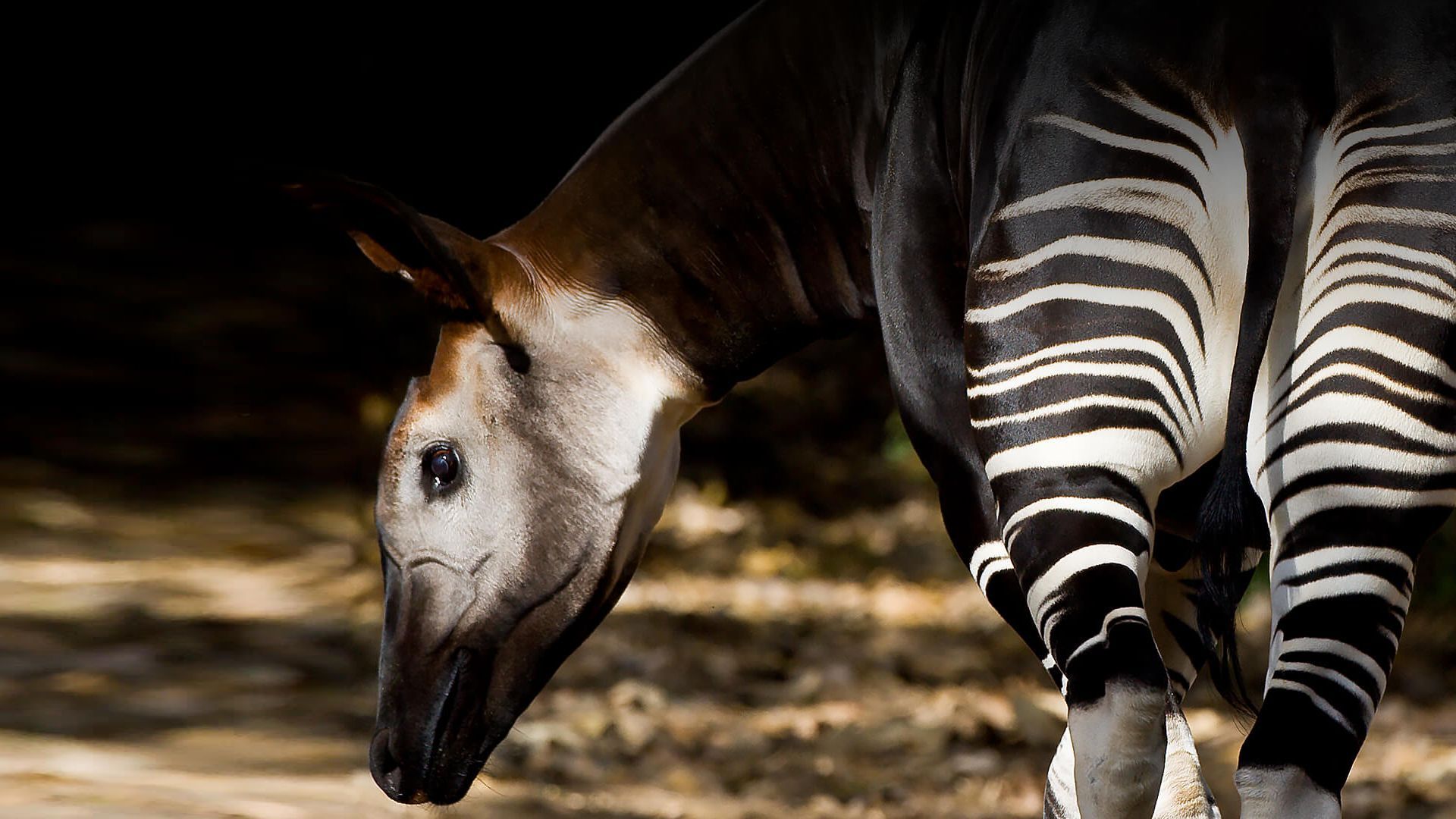 Okapi Wallpapers - Top Free Okapi Backgrounds - WallpaperAccess