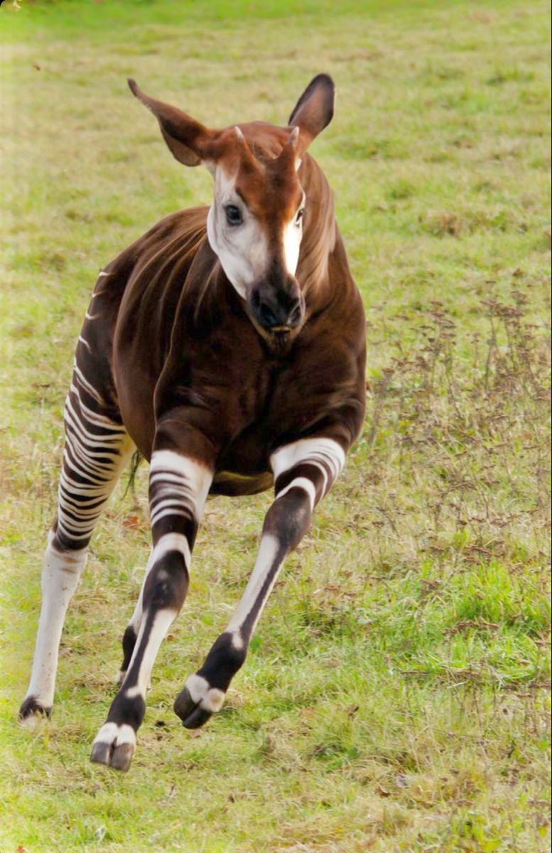 Okapi Wallpapers - Top Free Okapi Backgrounds - WallpaperAccess