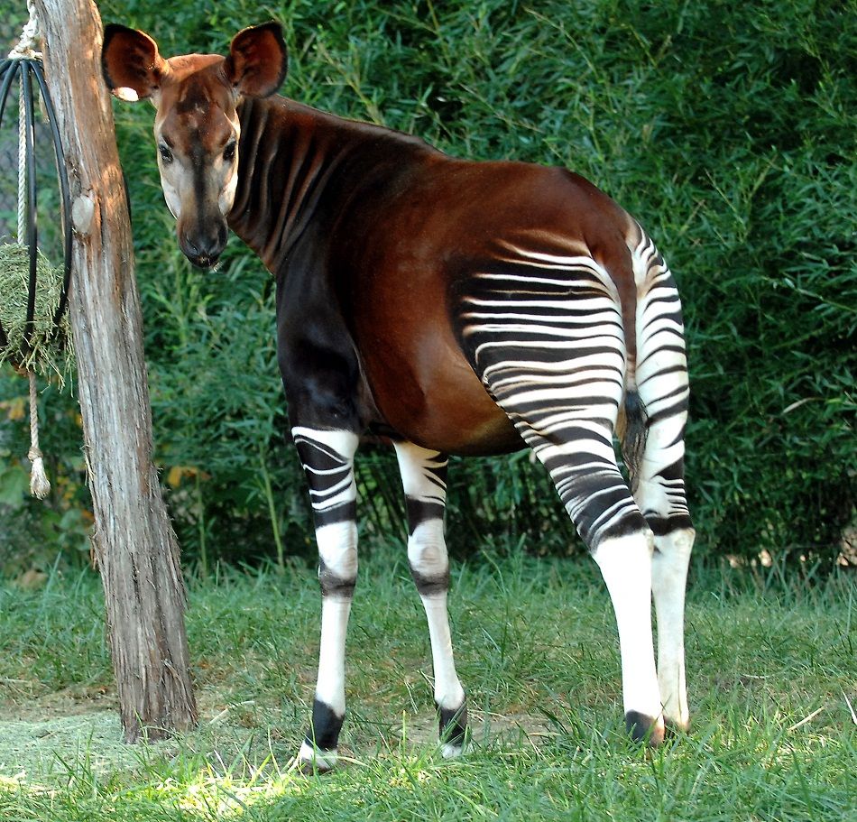 Okapi Wallpapers - Top Free Okapi Backgrounds - WallpaperAccess