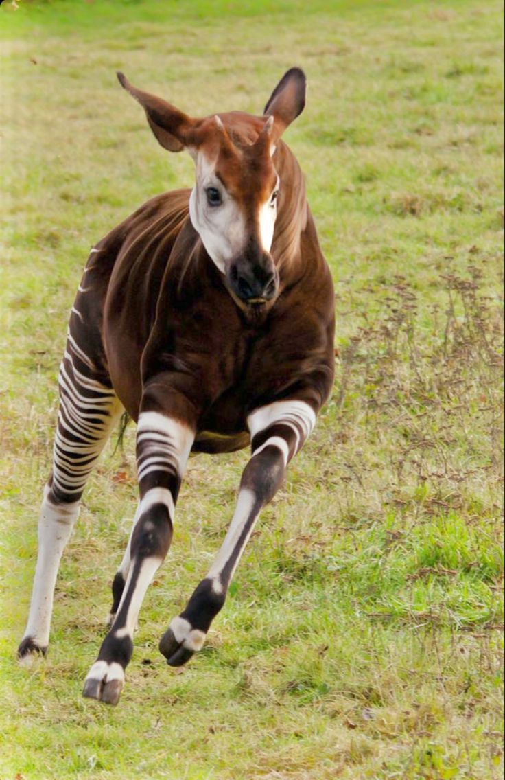 Okapi Wallpapers - Top Free Okapi Backgrounds - WallpaperAccess
