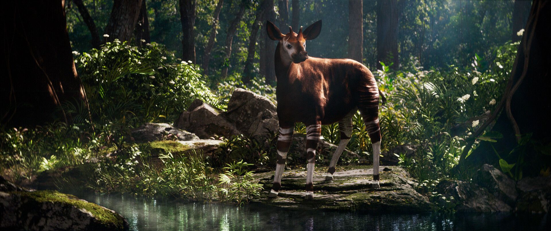 Okapi Wallpapers - Top Free Okapi Backgrounds - WallpaperAccess