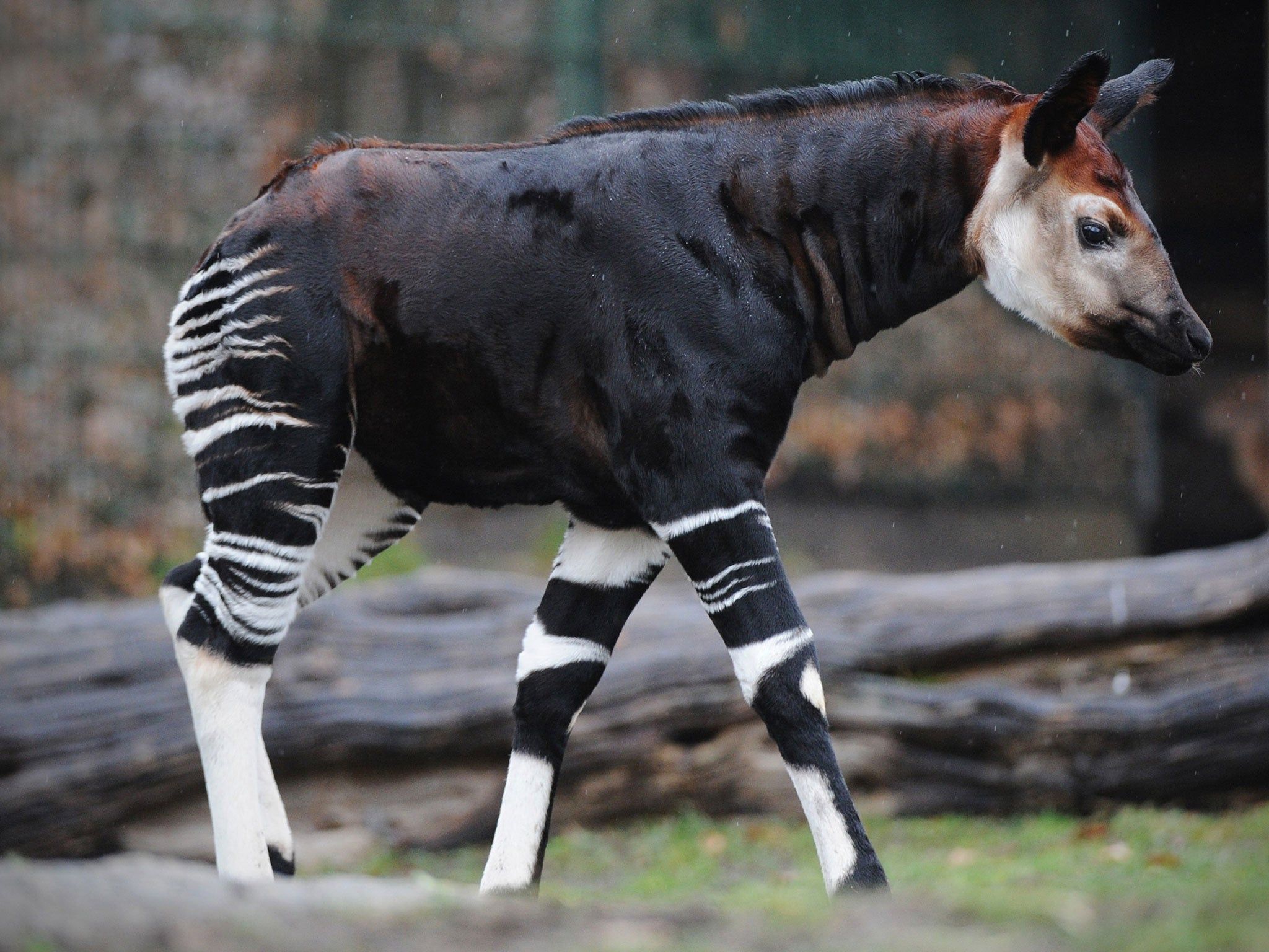 Okapi Wallpapers - Top Free Okapi Backgrounds - WallpaperAccess