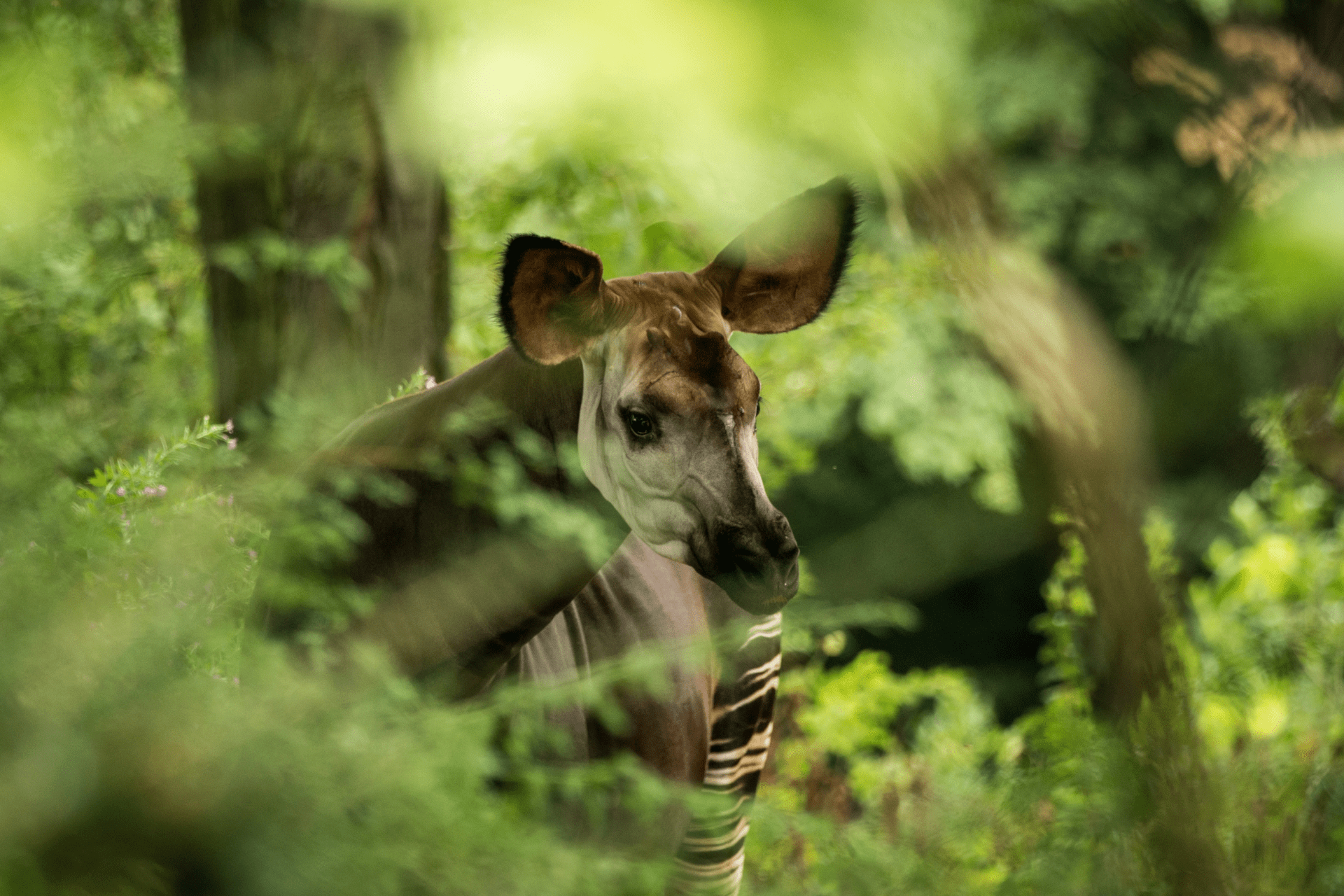 Okapi Wallpapers - Top Free Okapi Backgrounds - WallpaperAccess