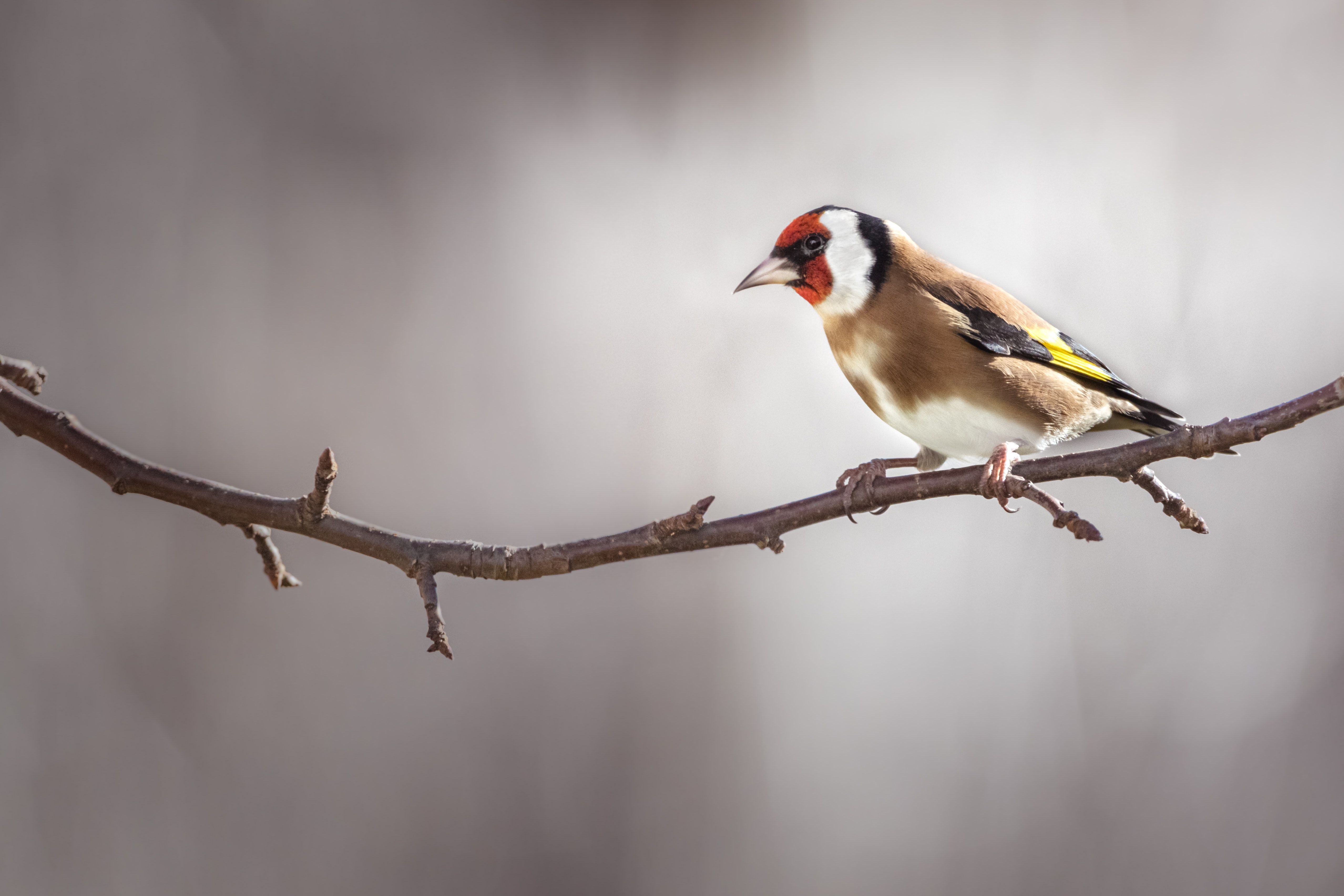 Goldfinch Wallpapers - Top Free Goldfinch Backgrounds - WallpaperAccess