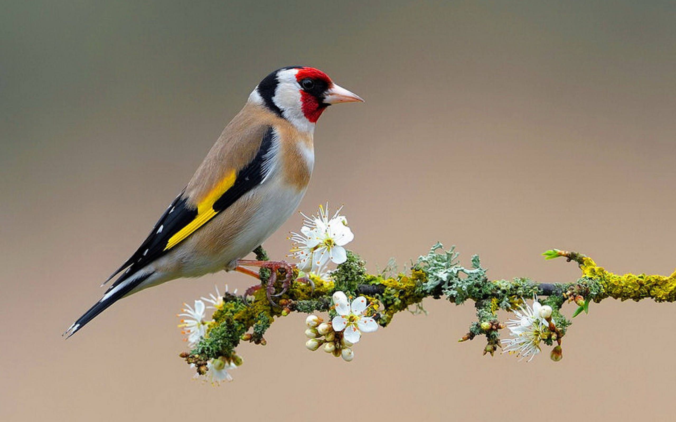 Goldfinch Wallpapers - Top Free Goldfinch Backgrounds - WallpaperAccess