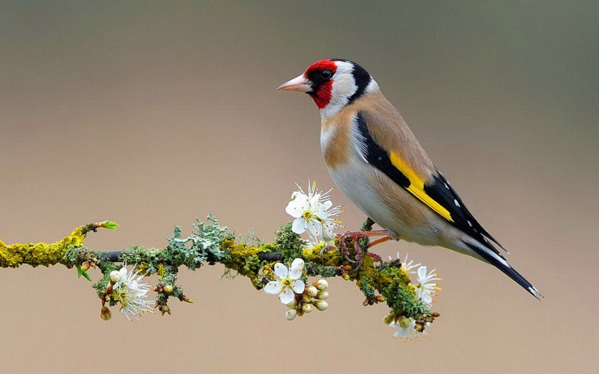 Goldfinch Wallpapers - Top Free Goldfinch Backgrounds - WallpaperAccess