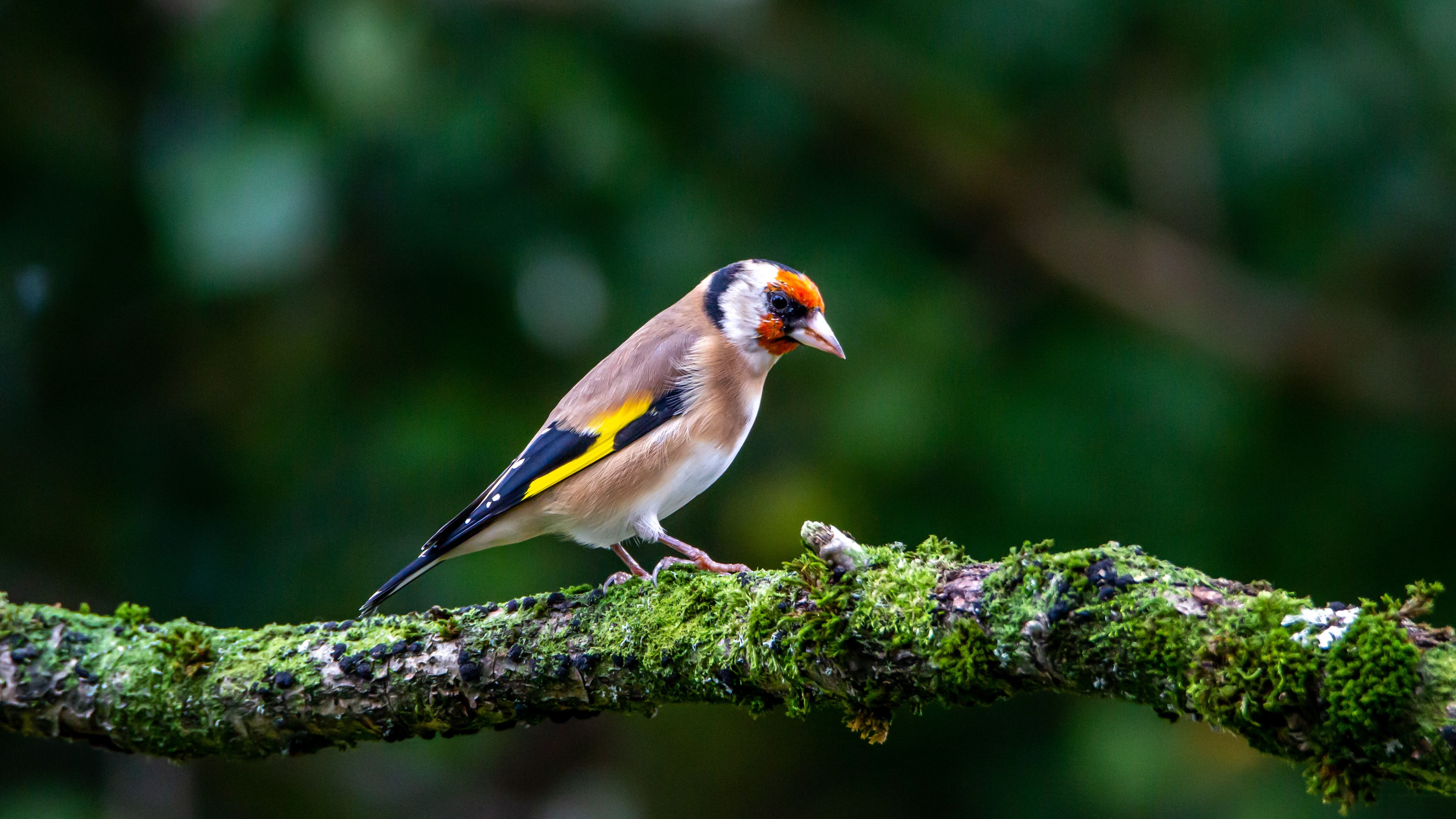 Goldfinch Wallpapers - Top Free Goldfinch Backgrounds - WallpaperAccess