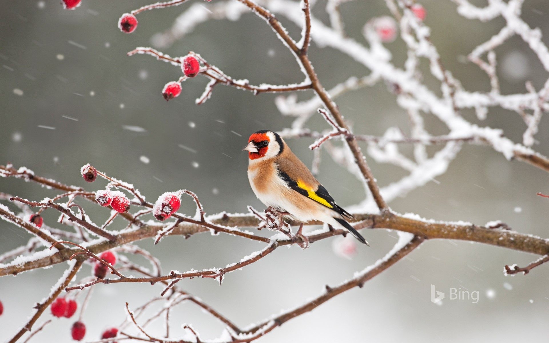 Goldfinch Wallpapers - Top Free Goldfinch Backgrounds - WallpaperAccess