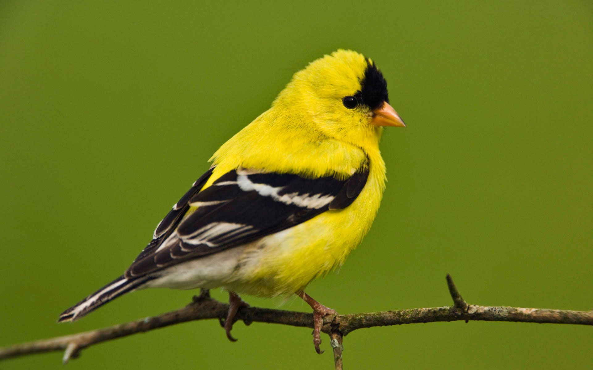 Goldfinch Wallpapers - Top Free Goldfinch Backgrounds - WallpaperAccess